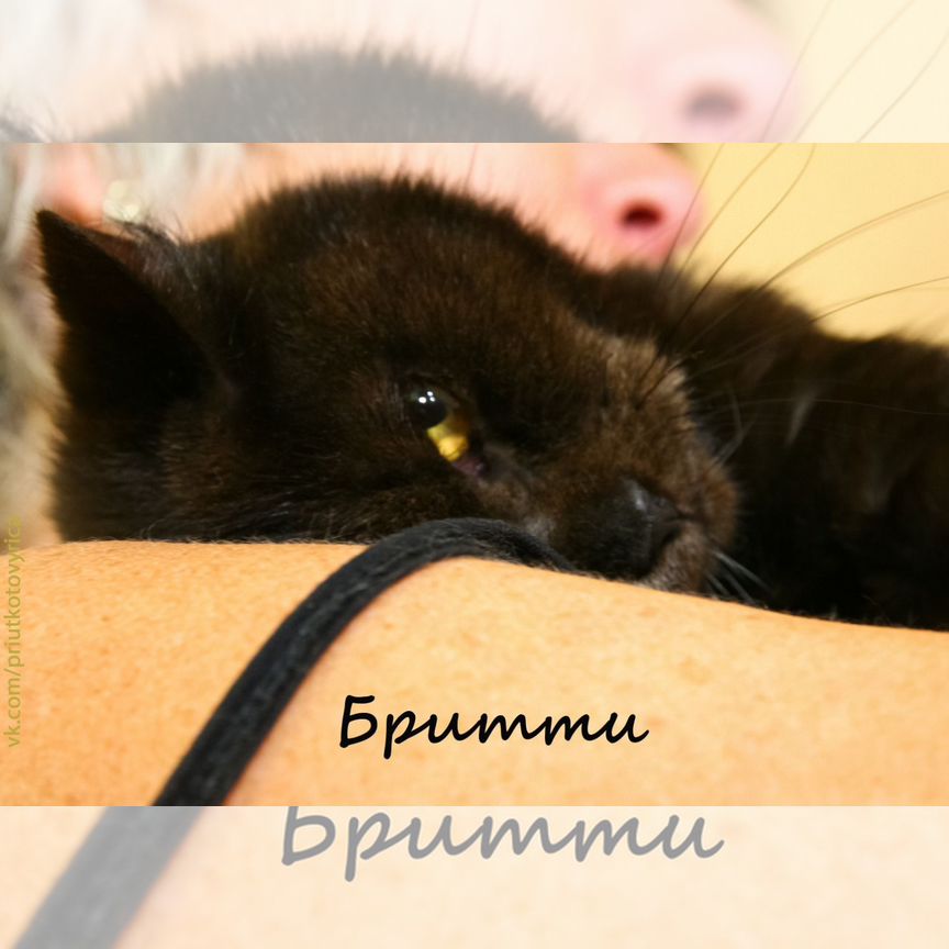 Черная жемчужина -Бритти