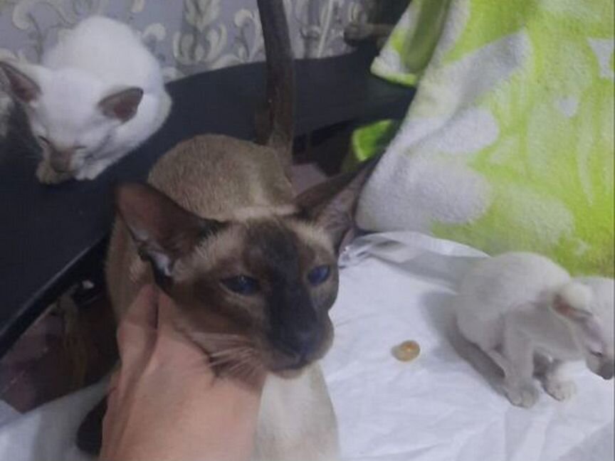 Сиамской кошке нужен кот на вязку