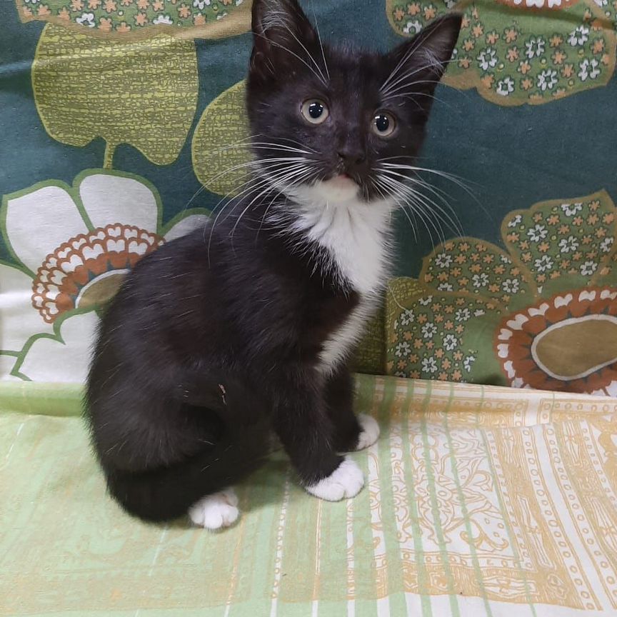 Котенок девочка в добрые руки