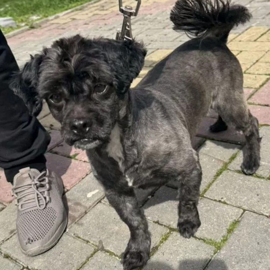 Взрослый пёс в добрые руки