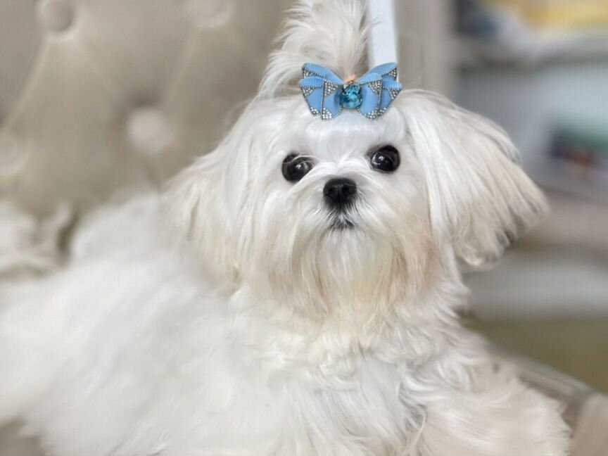 Мини мальчик мальтезе