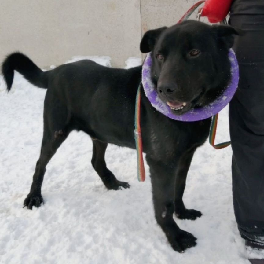 Взрослая собака в добрые руки