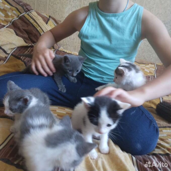 Пушистые комочки счастья в дар бесплатно