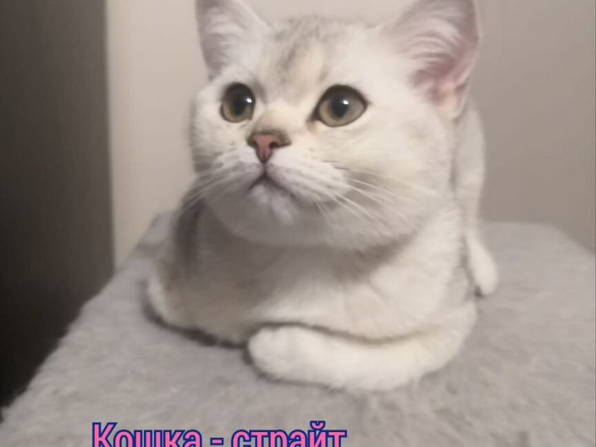 Кошки шотландцы