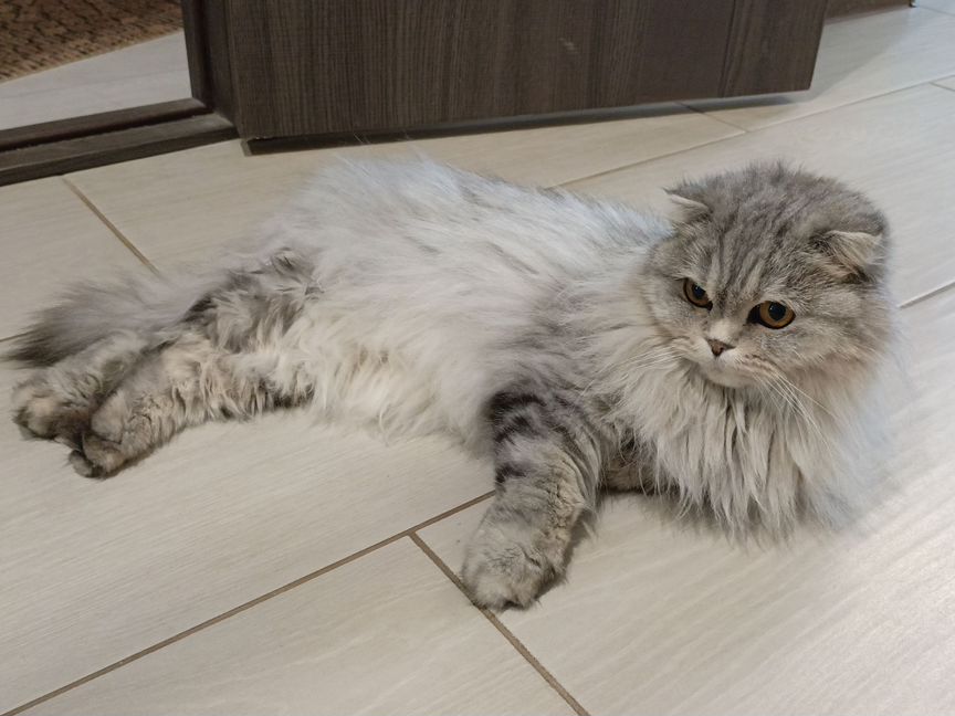 Кошка Шотландская скоттиш-фолд бесплатно