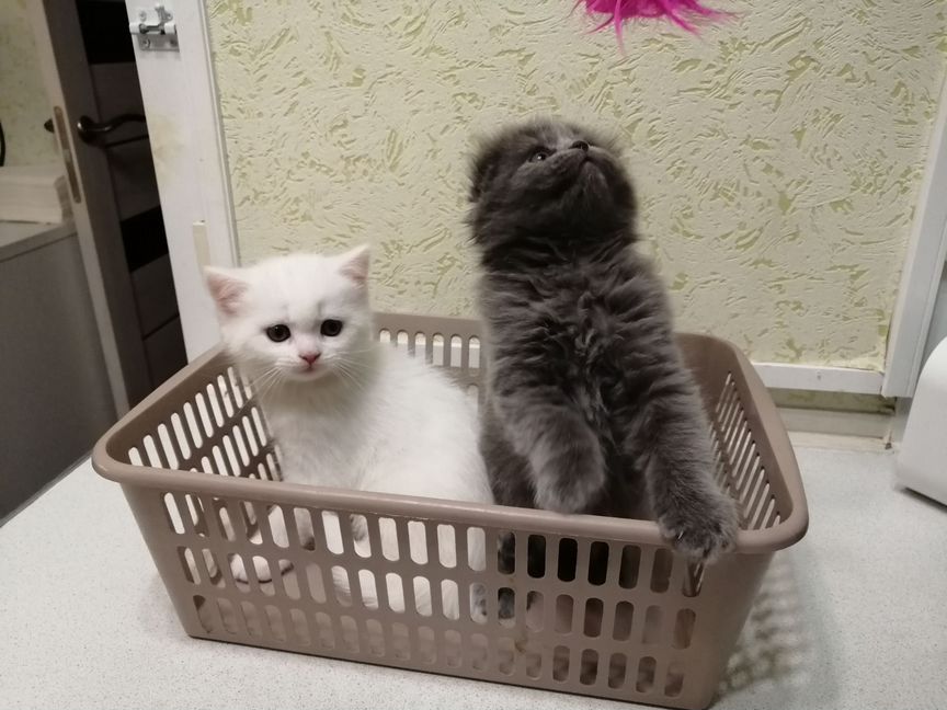 Шотландская кошка