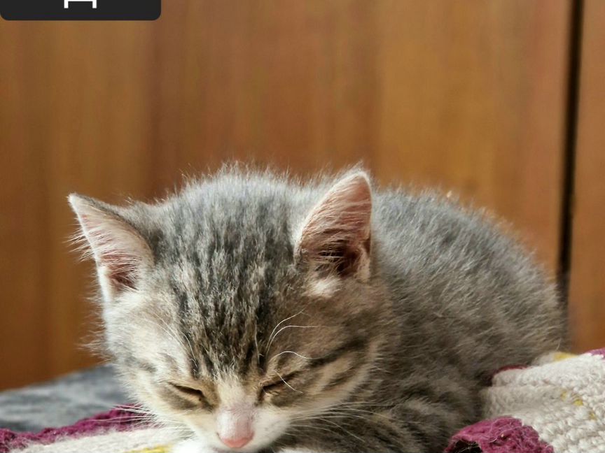 Котята