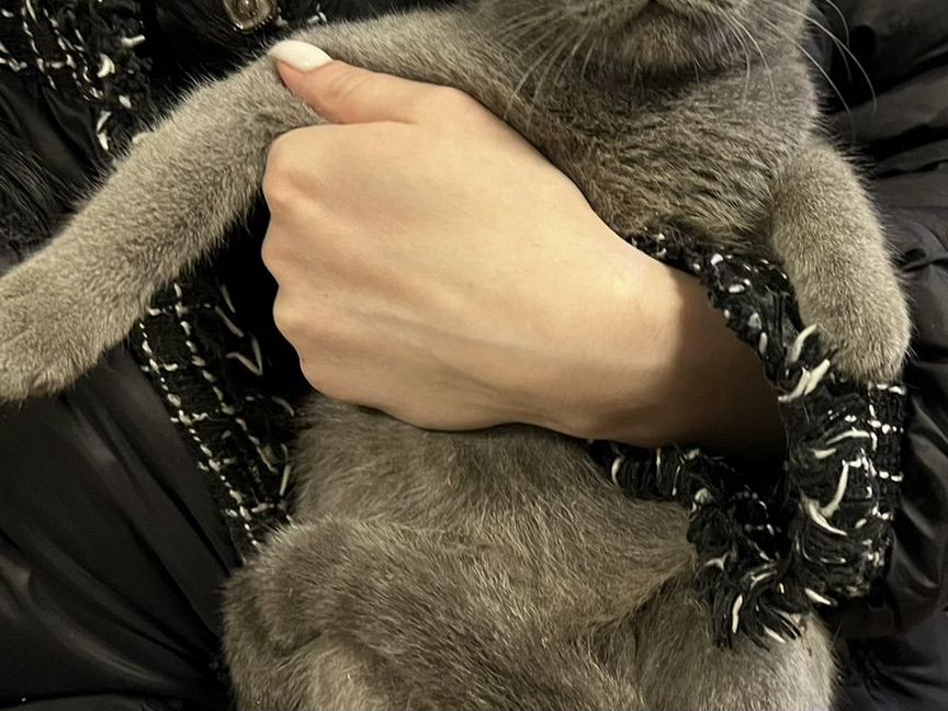 Котята русская голубая