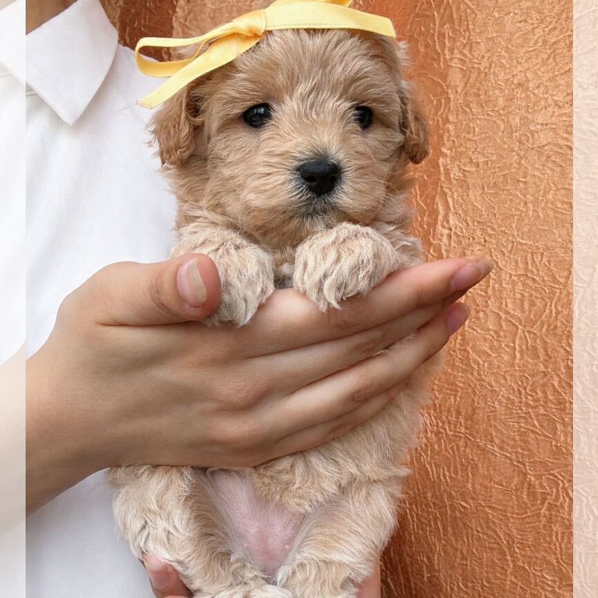 Мальтипу, щенок