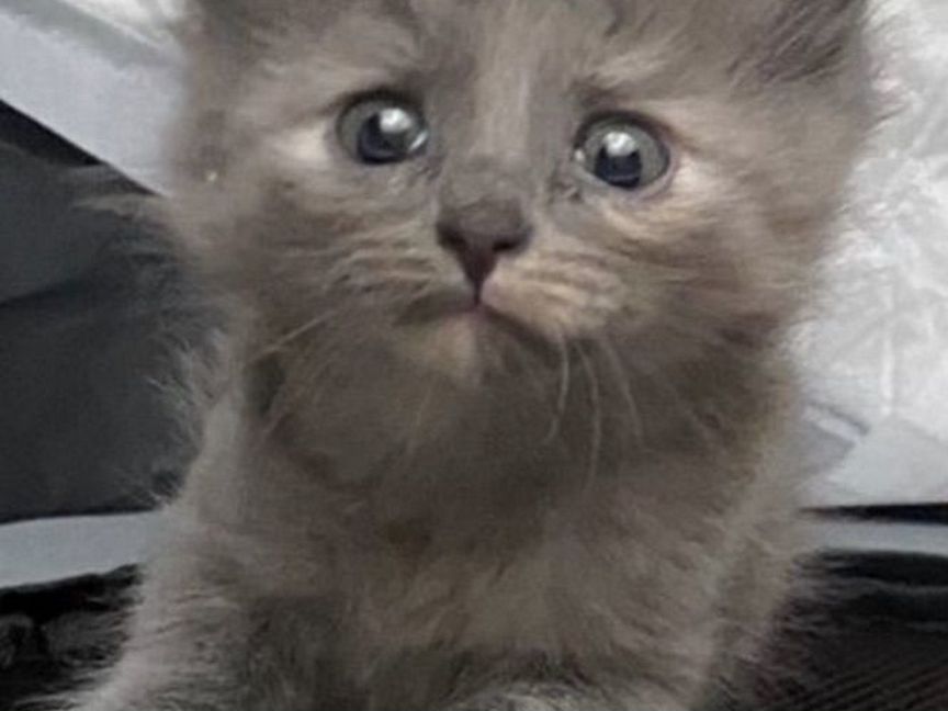 Котенок-девочка