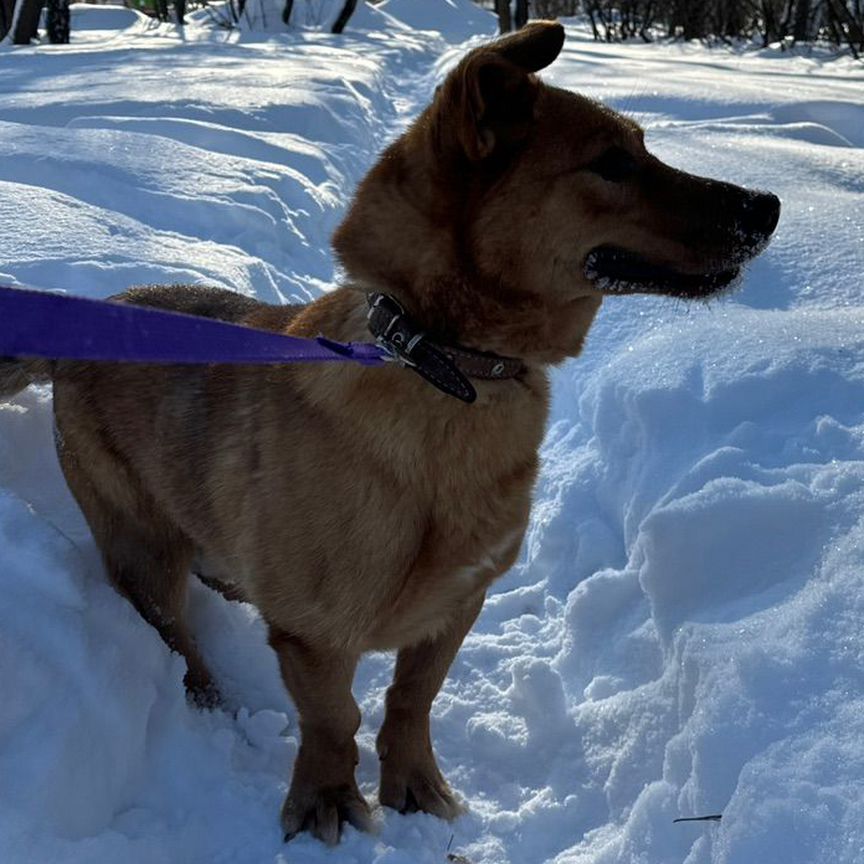 Взрослый пёс в добрые руки