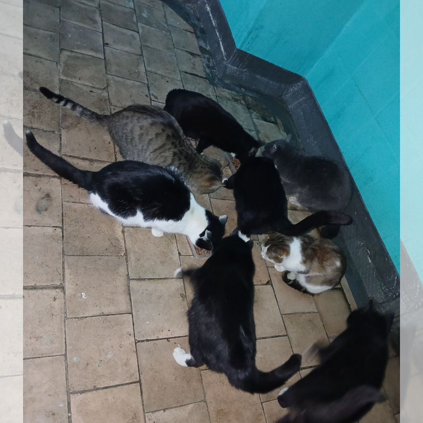 Взрослый кот в добрые руки