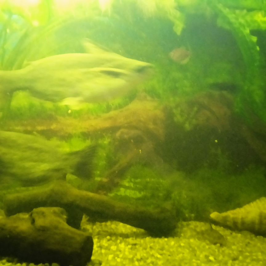 Аквариумные рыбки