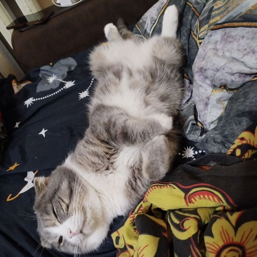 Отдам кота в добрые руки