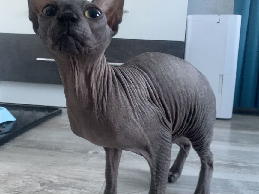 Канадский сфинкс котик