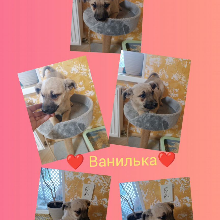 Малышка Ванилька ищет дом