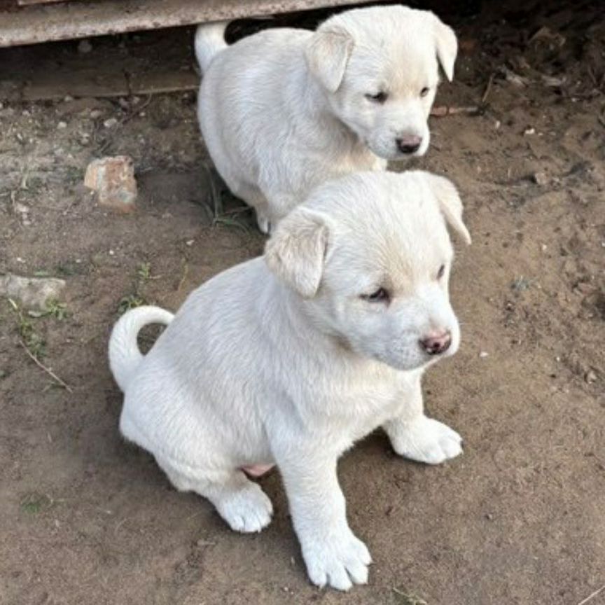 Белые снежки