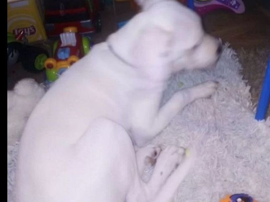 Далматин щенок