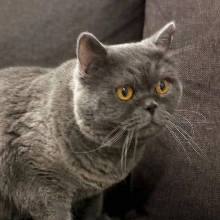 Кот