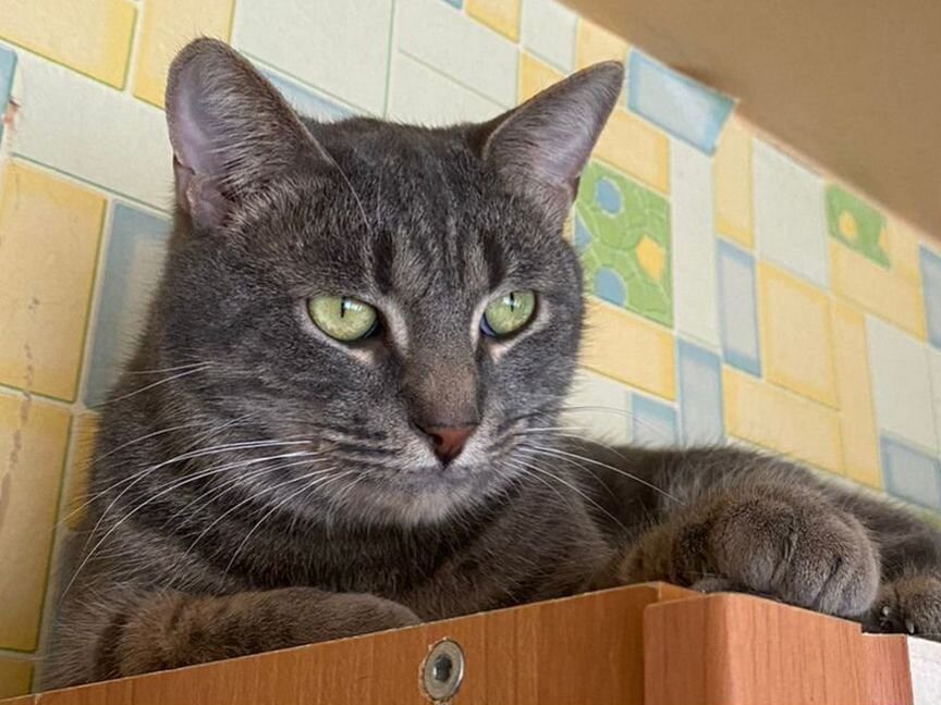 Котик в добрые руки