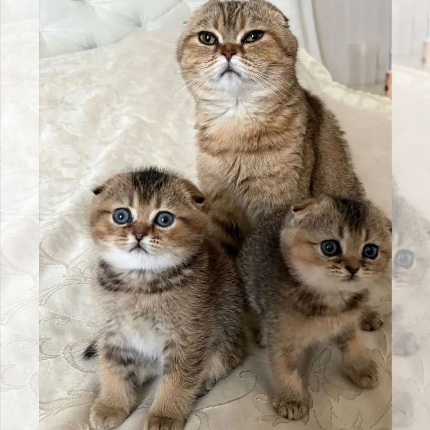 Шотландский вислоухий короткошёрстный котёнок