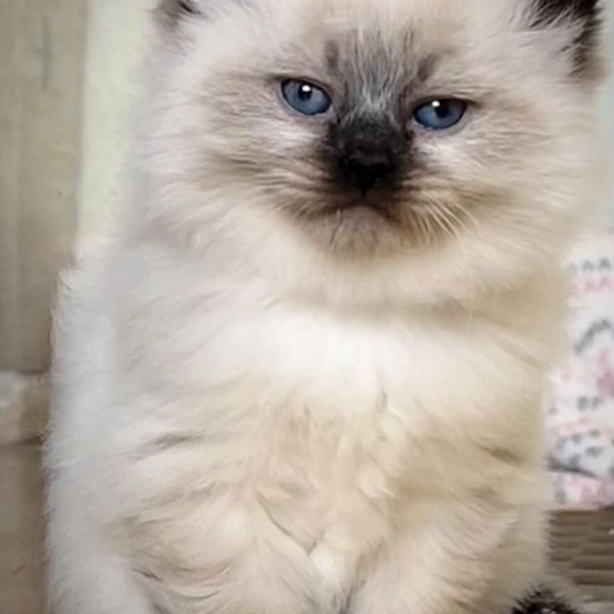 Невский маскарадный котёнок