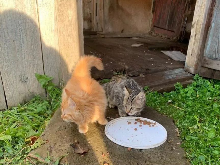 Котята в добрые руки бесплатно