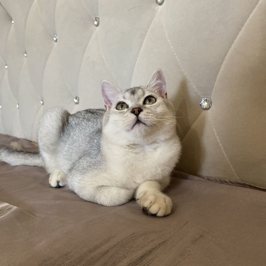 Шотландский котёнок