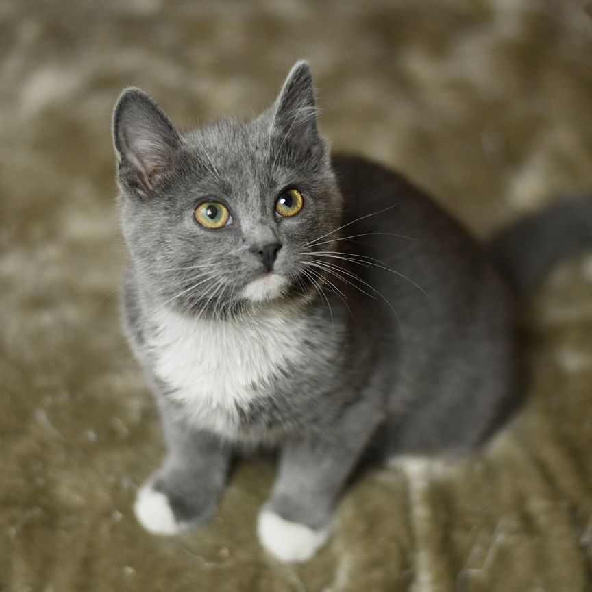 Котенок ищет семью