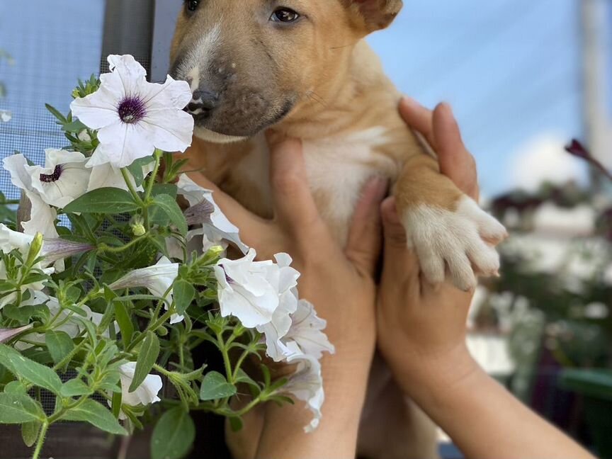 Мини буль мальчик