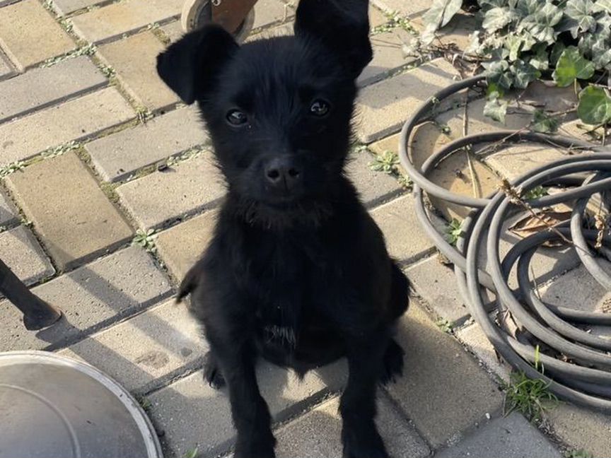 Щенок в добрые руки