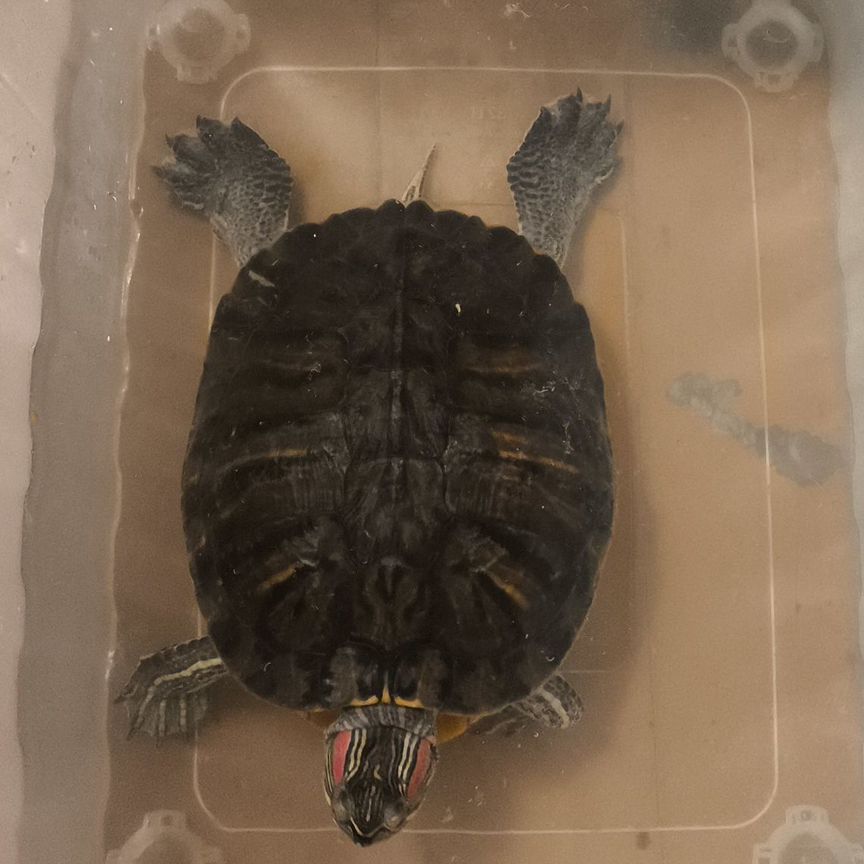 Красноухая черепаха