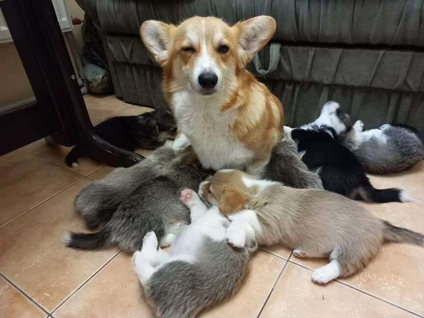 Корги щенки