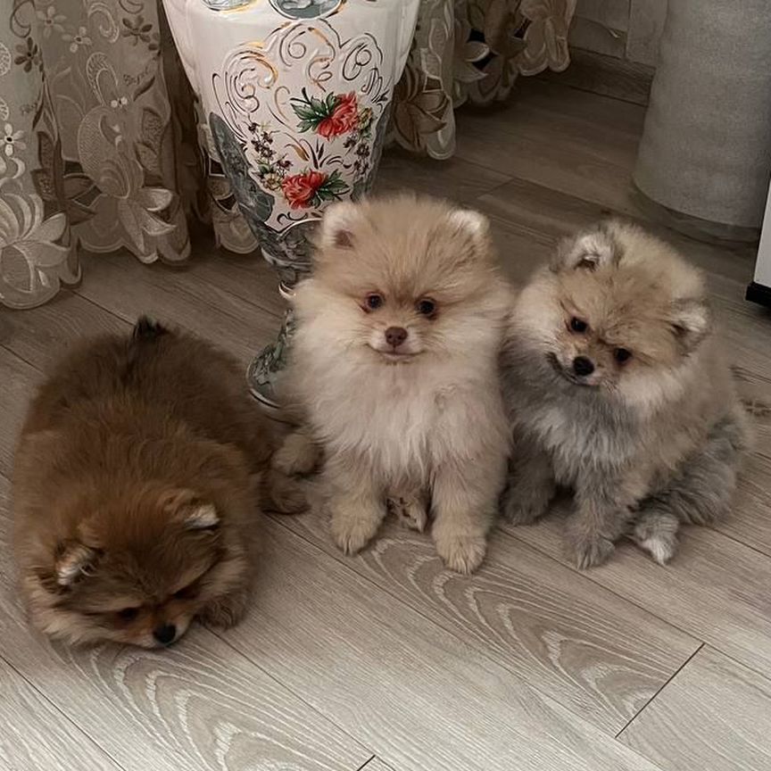 Шпиц