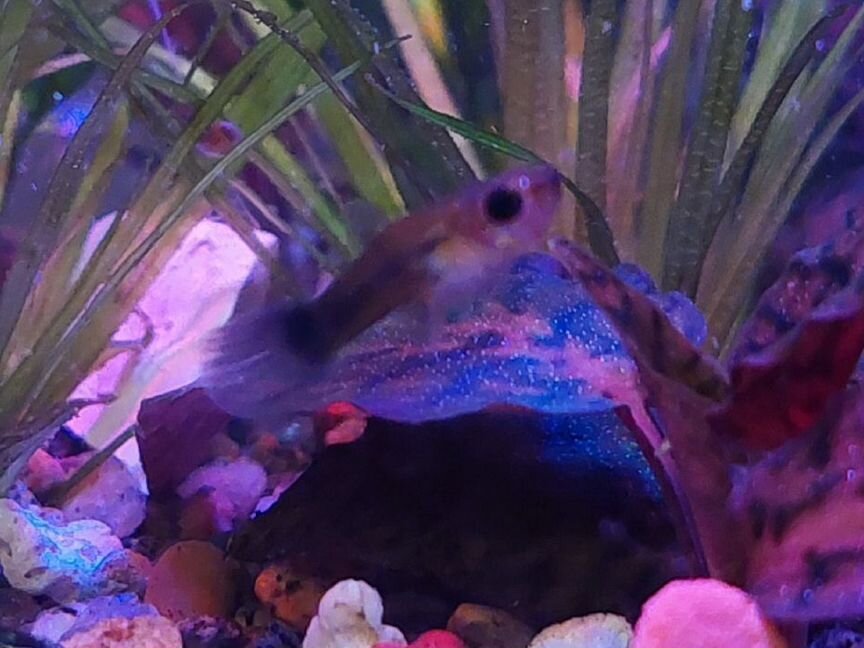 Мальки гуппи