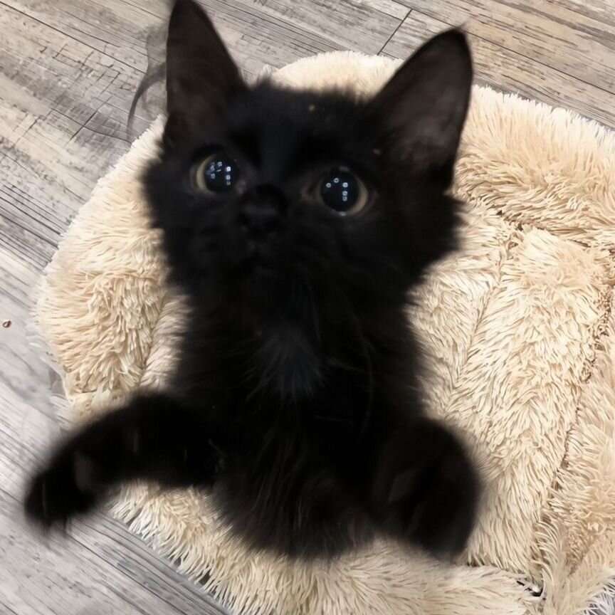 Котёнок