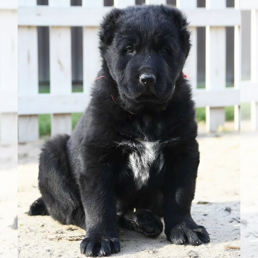 Среднеазиатская овчарка, щенок