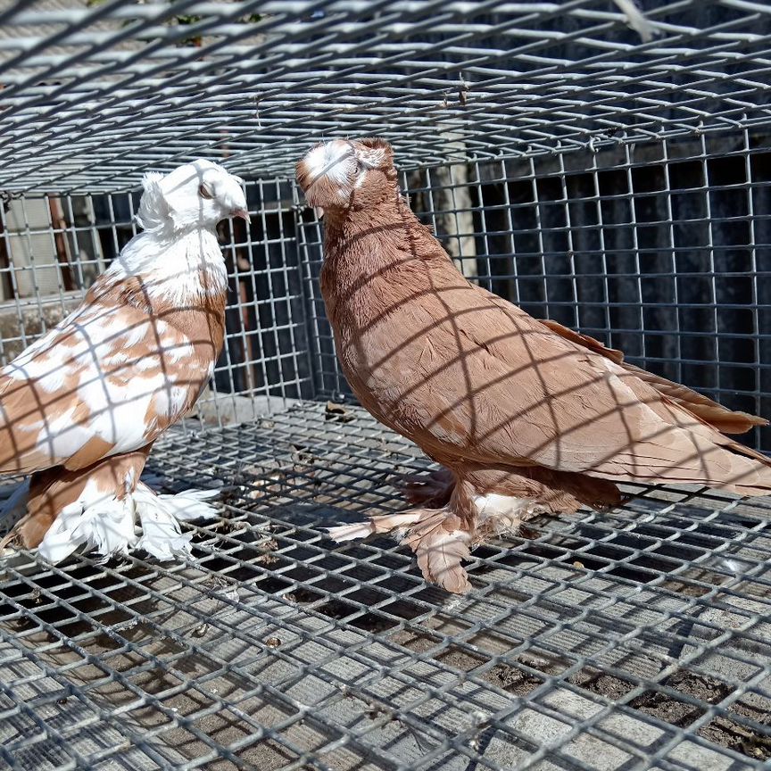 Голуби благодарненские