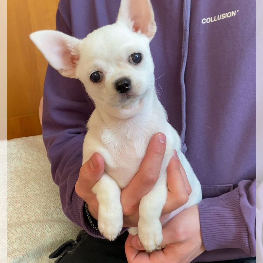 Чихуахуа, щенок