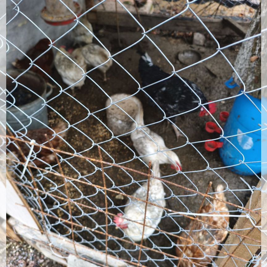 Продам кур несушек