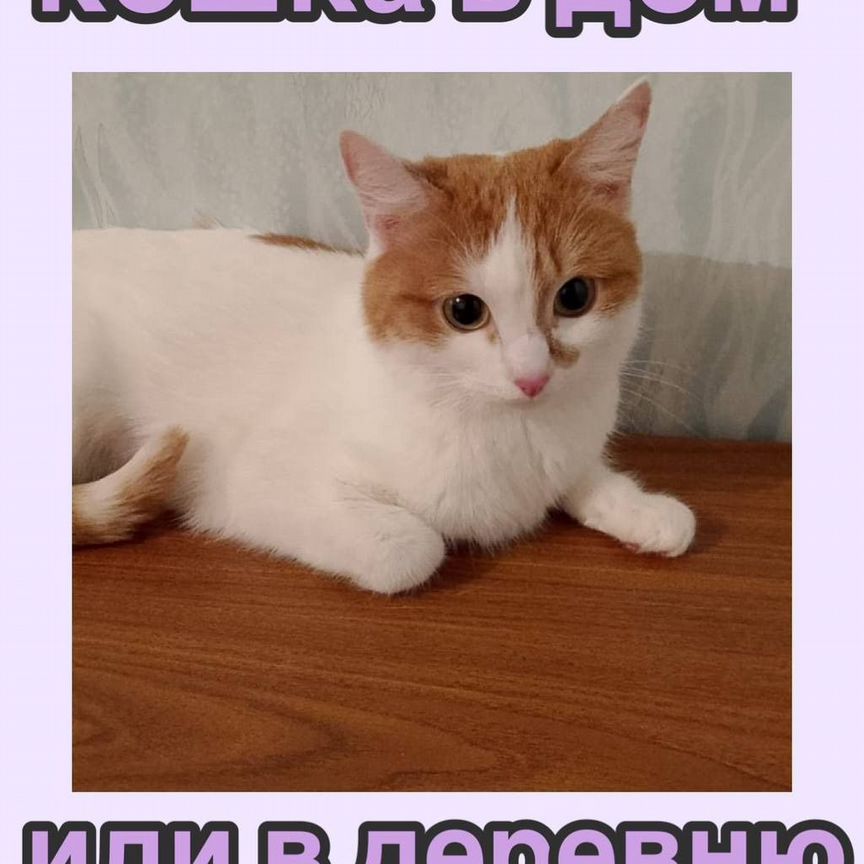 Кошка солнышко