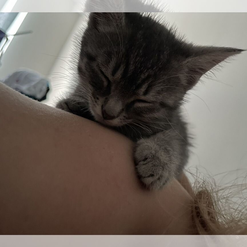 Отдам в добрые руки маленькую кошечку