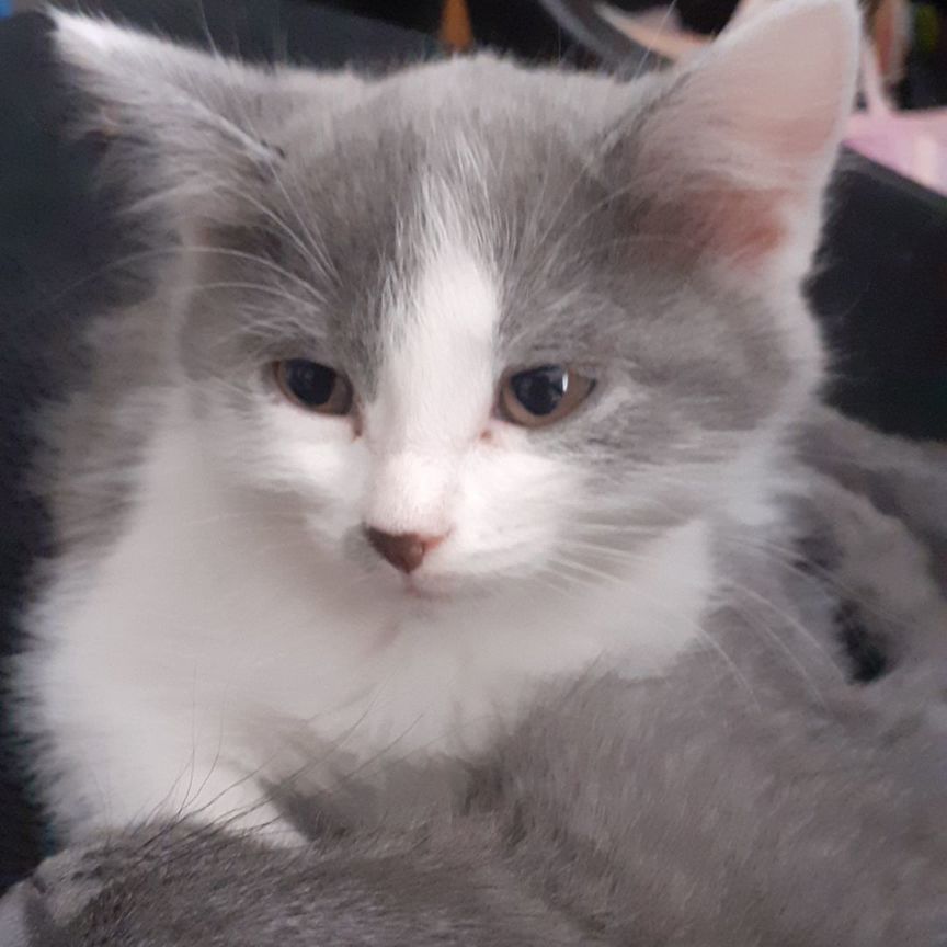 Котёнок в добрые руки