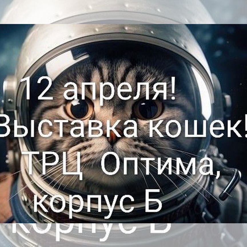 Шотландский вислоухий короткошёрстный котёнок