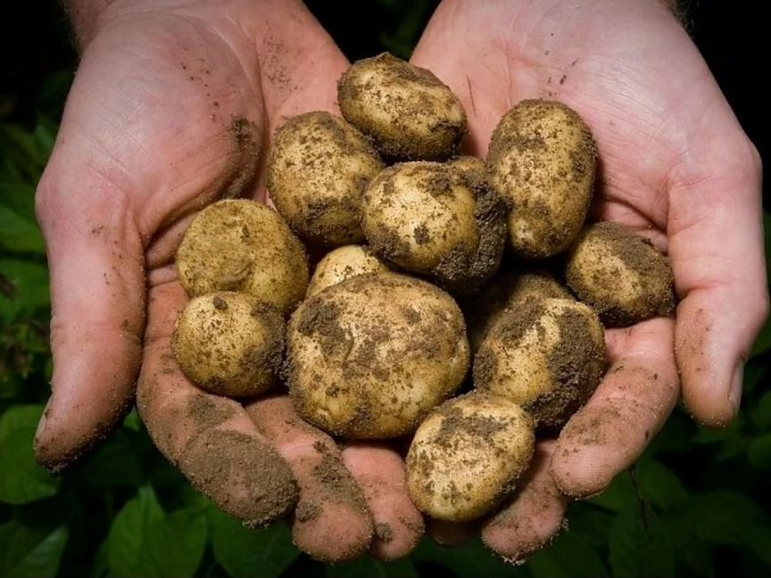 Продам мелкий картофель
