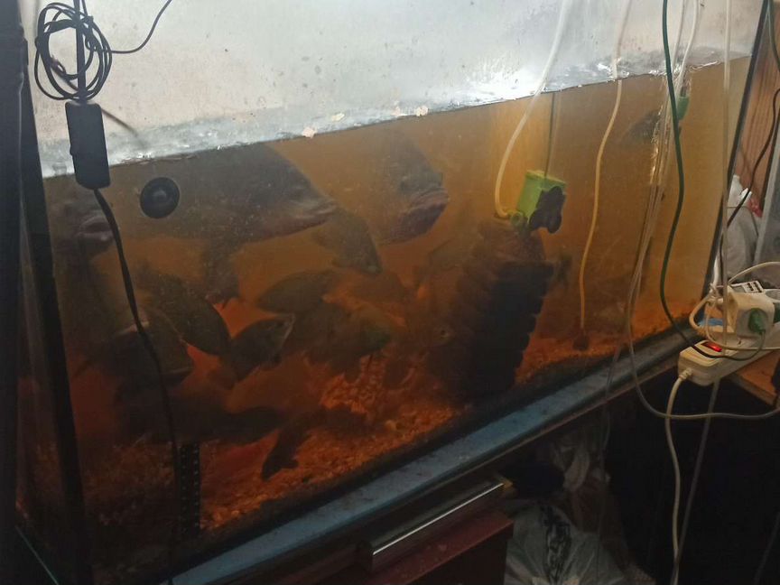 Аквариум с рыбками