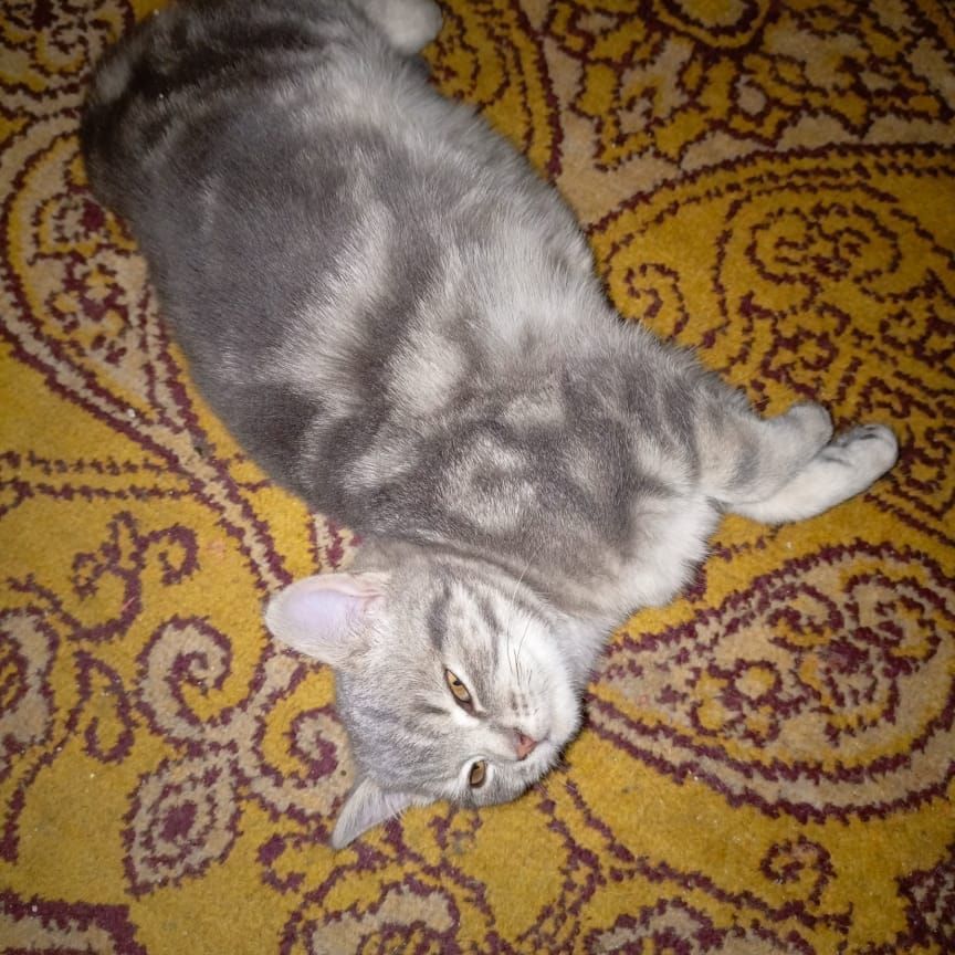 Котенок