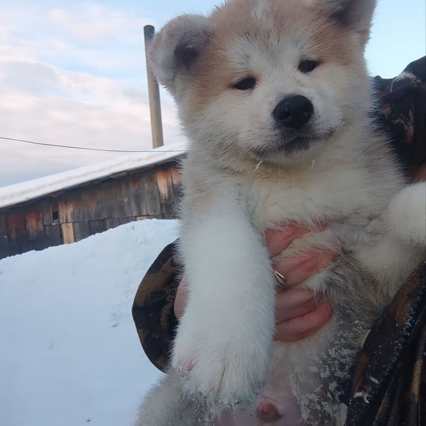 Хатико" щенки Акита Ину