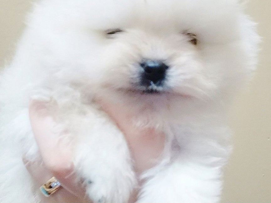 Медвежата Померанский шпиц