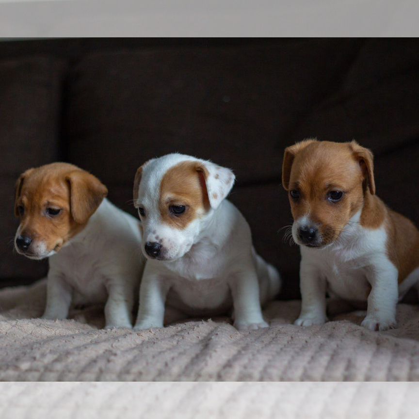 Джек-рассел-терьер, щенок